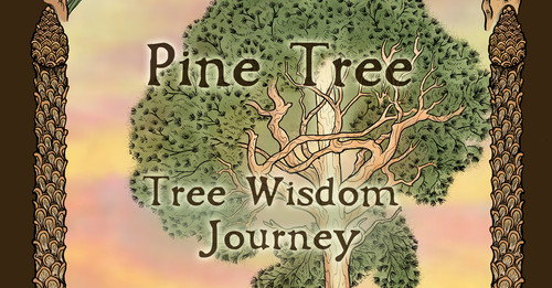Pine Tree - Tree Wisdom Journey | Forestheart