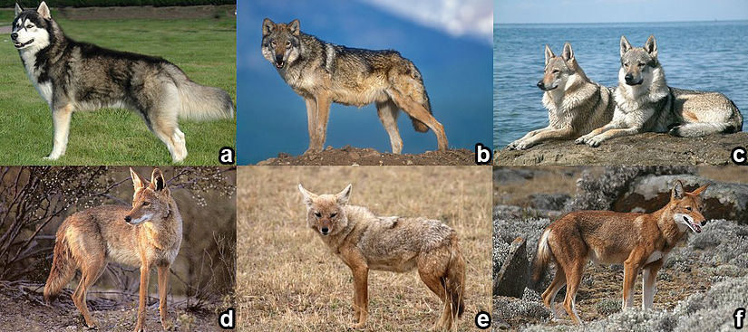 Cães x lobos: semelhanças, diferenças e ancestralidade.
