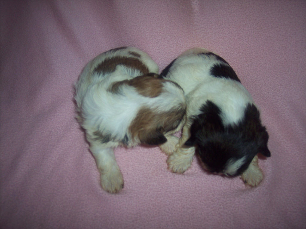 Breeder | Family Puppies WI | United States