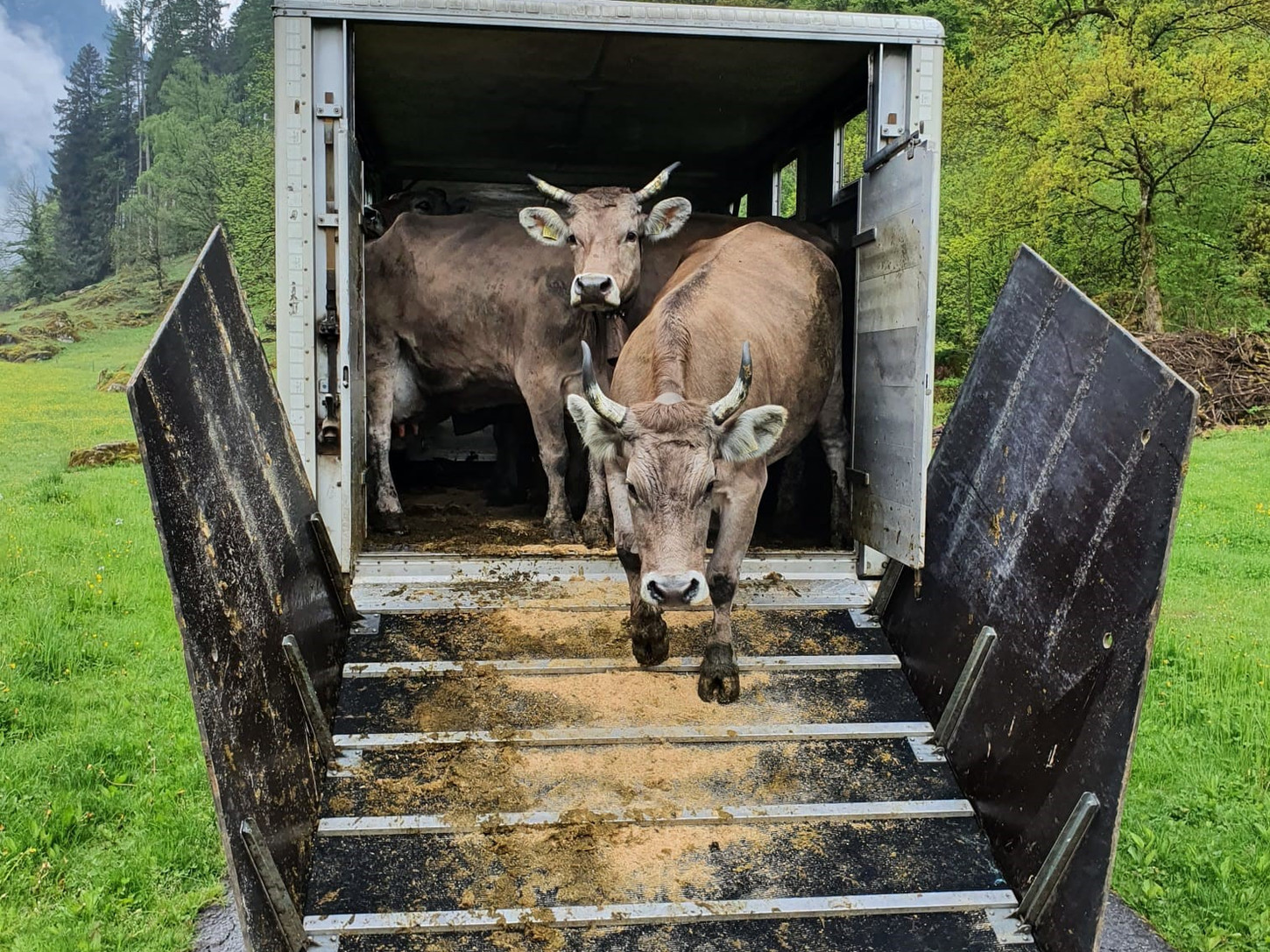 Animaltruck AG I Tiertransporte I Neckertal