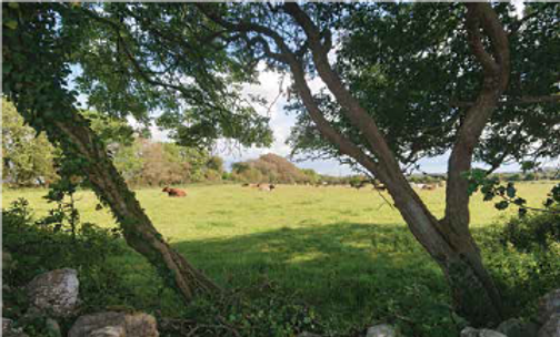 NPWS to triple Farm Plan Scheme to benefit nature