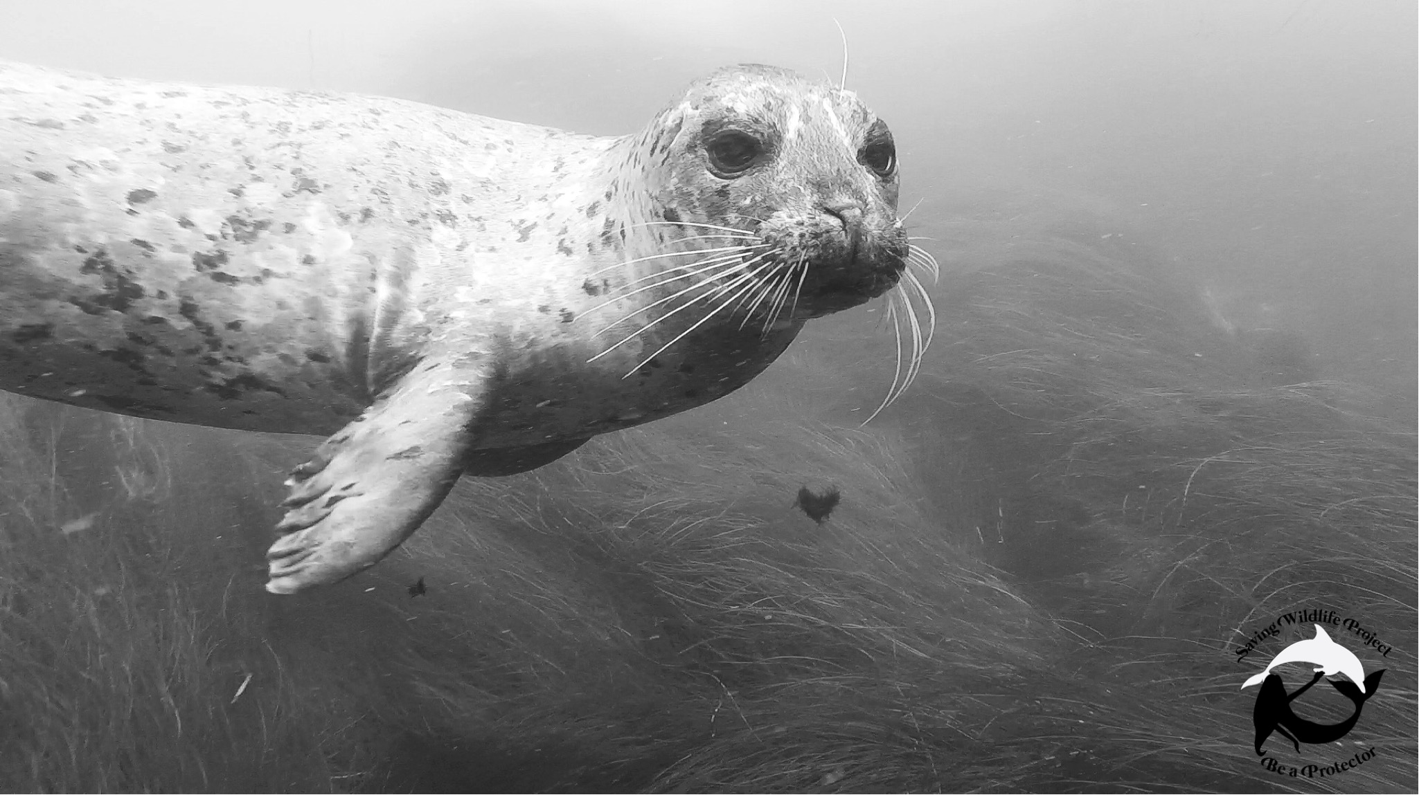 Saving Wildlife Project