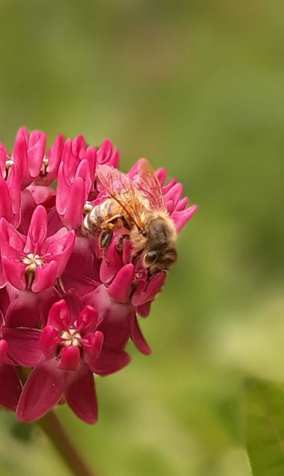 Pollinators/Native Plants | Lorain SWCD