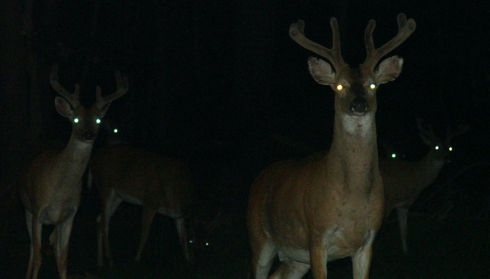 Just a Bunch of Links, and Evil Deer