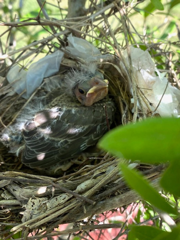 Triumph, Tragedy, and Recovery: A Cardinal Story