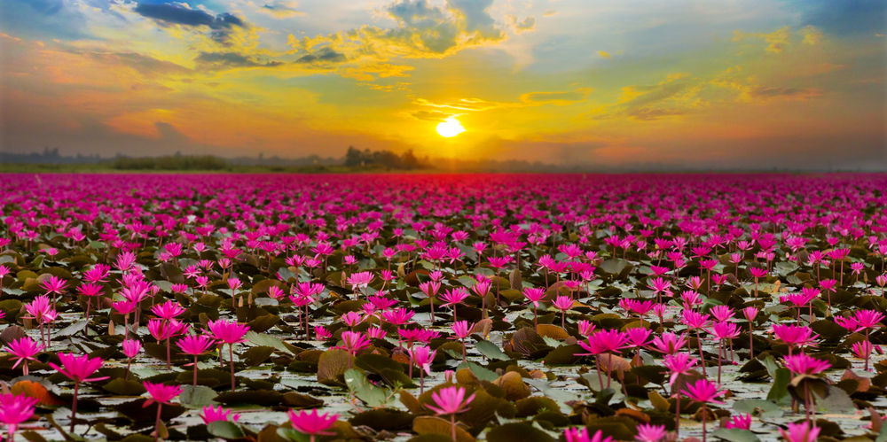 The Red Lotus Sea, Thailand’s Magical Freshwater Lake