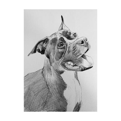 Biro Sketches | Rachel Stubbs Art | Pet & Wildlife Artist | Devon, UK