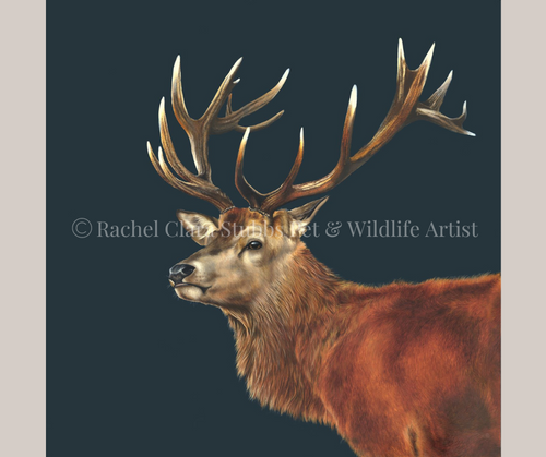 'Look and Listen' Limited Edition Print | Rachel Stubbs Art