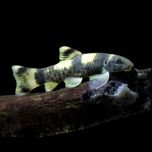 Panda Garra Loach 2cm | Beyond Aquatics Aquarium
