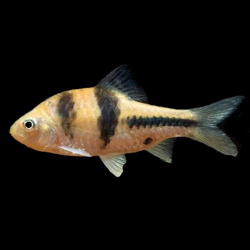 Spanner Barb | Beyond Aquatics Aquarium