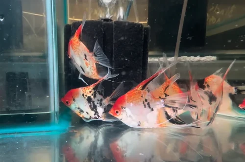red spotted angelfish | Beyond Aquatics Aquarium