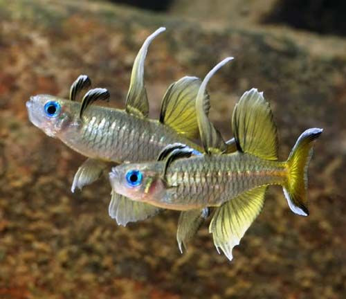 Pacific Blue Eyes | Beyond Aquatics Aquarium