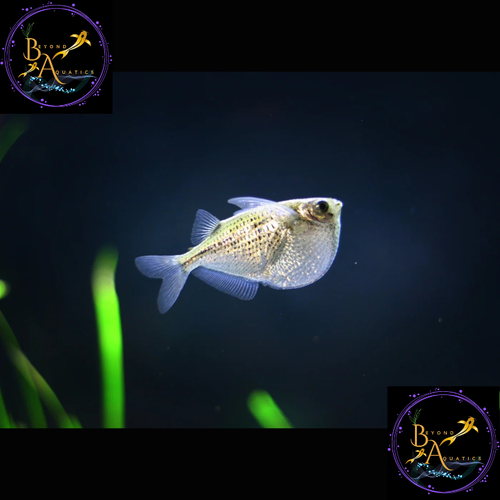 Hatchet Fish - Silver | Beyond Aquatics Aquarium