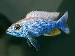 Electric Blue Iceberg Cichlid | Beyond Aquatics Aquarium