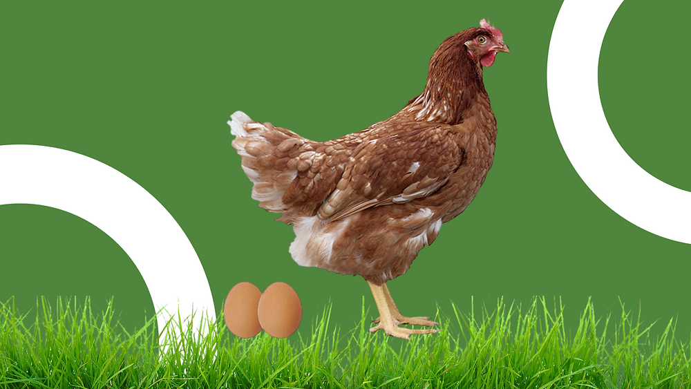 ¿Qué beneficios tiene usar COMBO en gallinas ponedoras?
