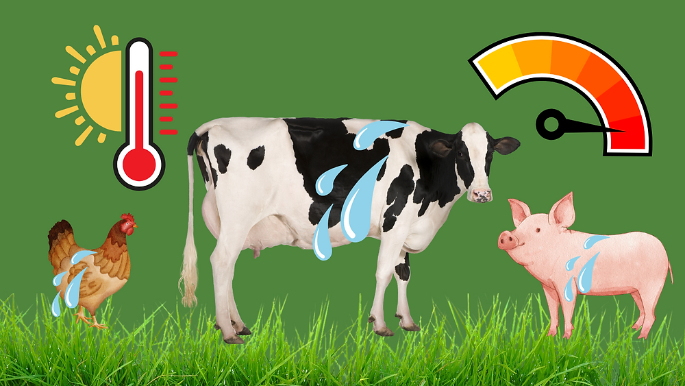 El estrés calórico en animales de cría es un problema grave que afecta ...