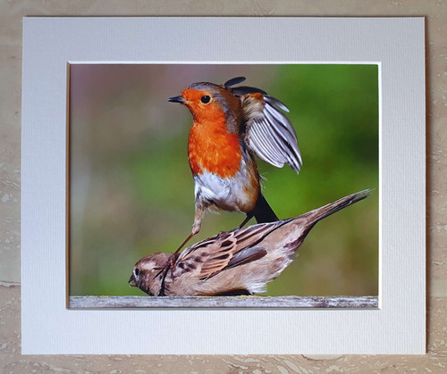 Robin holding a Sparrow down - 10x8 mounted print | Carl Bovis Nature Ph