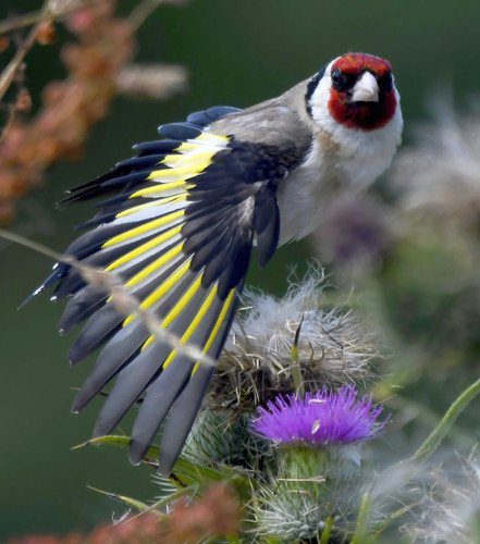 Goldfinch wing stretch - 10x8 mounted print | Carl Bovis Nature Ph