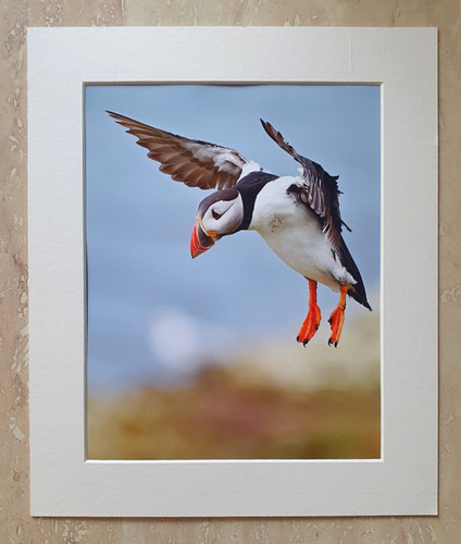 Wings forward Puffin - 10x8 mounted print | Carl Bovis Nature Ph