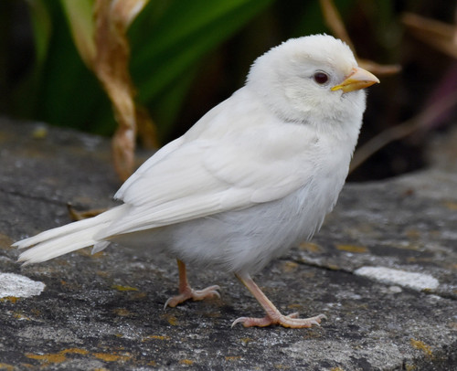 Rare Albino House Sparrow - 10x8 mounted print (Landscape orientation ...