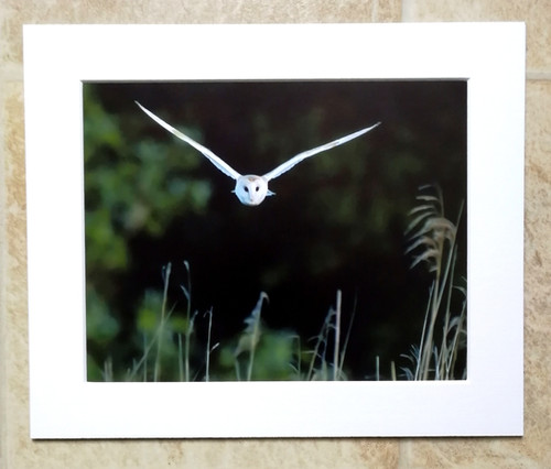 Barn Owl approach - 10x8 mounted print | Carl Bovis Nature Ph