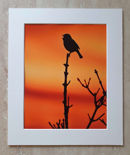 Sunset Robin silhouette - 10x8 mounted print | Carl Bovis Nature Ph
