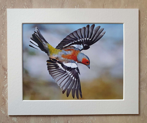 Chaffinch wings 4 - 10x8 mounted print | Carl Bovis Nature Ph