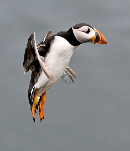 Mid-air pose Puffin - 10x8 mounted print (Portrait orientation) | Carl ...