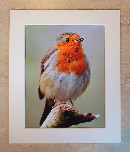 Happy scruffy Robin - 10x8 mounted print | Carl Bovis Nature Ph