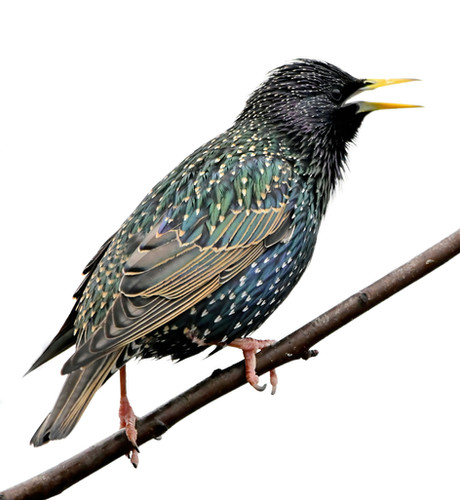 Singing Starling - 10x8 mounted print (Landscape orientation) | Carl ...