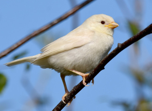 Rare Albino House Sparrow - 10x8 mounted print (Landscape orientation ...