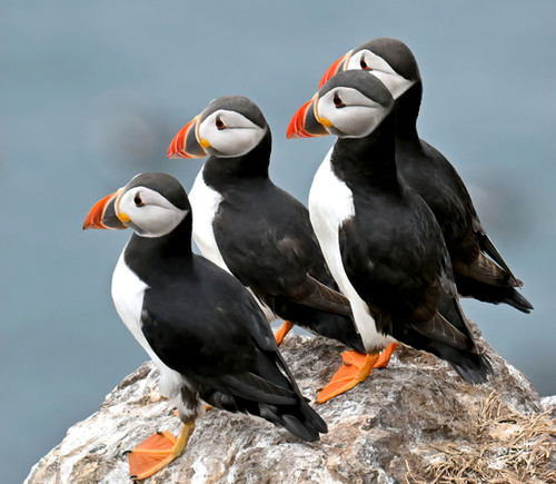 The Fab 4 Puffins - 10x8 mounted print (Landscape orientation) | Carl ...