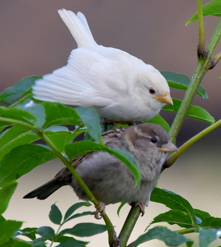 Albino House Sparrow & parent - 10x8 mounted print (Portrait ...