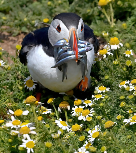 Puffin tiptoeing through the daisies - 10x8 mounted print (Portrait ...