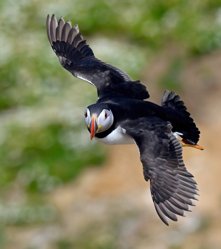 Swooping Puffin - 10x8 mounted print | Carl Bovis Nature Ph