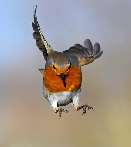 Digital print - Super Robin | Carl Bovis Nature Ph