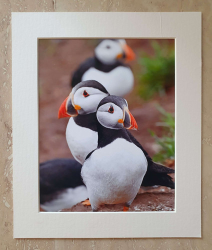 A Puffin line - 10x8 mounted print | Carl Bovis Nature Ph