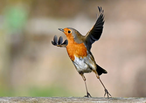 The Robin Dance - 10x8 mounted print (Landscape orientation) | Carl ...