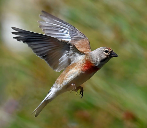 Linnet in flight - 10x8 mounted print (Landscape orientation) | Carl ...