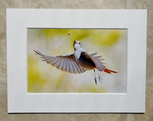 Black Redstart after a fly - 6x4 mounted print | Carl Bovis Nature Ph
