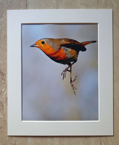 Robin running through the air - 10x8 mounted print | Carl Bovis Nature Ph