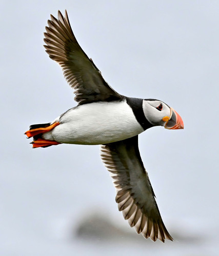 Gliding Puffin - 10x8 mounted print (Portrait orientation) | Carl Bovis ...