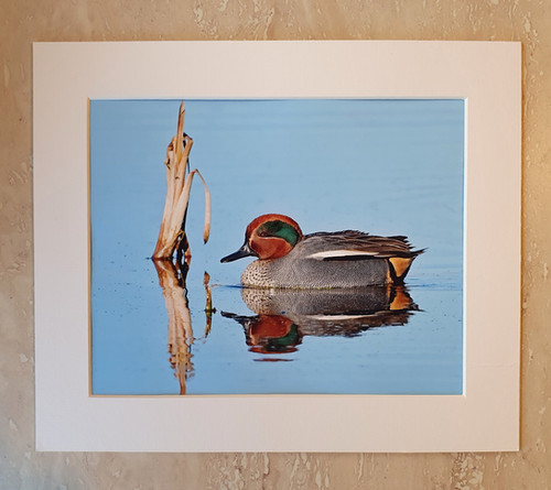 Male Teal reflection - 10x8 mounted print | Carl Bovis Nature Ph