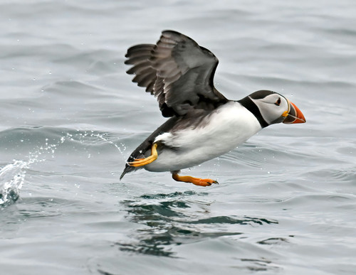 Puffin on the run - 10x8 mounted print (Landscape orientation) | Carl ...