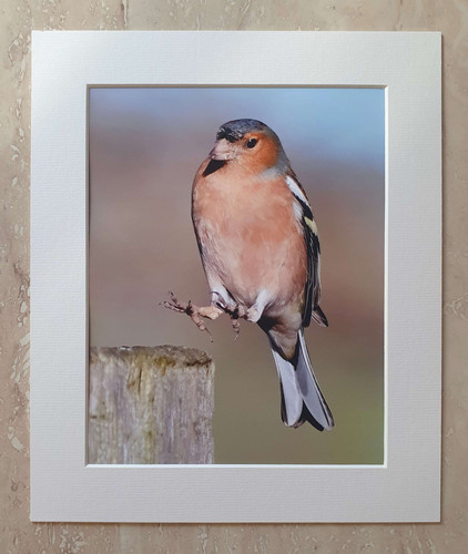 Landing Chaffinch - 10x8 mounted print | Carl Bovis Nature Ph