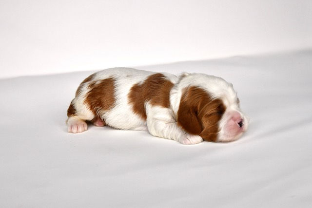 New Arrivals | Avery Cavaliers