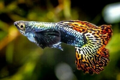 Aquarium Fish | Aquatic Plants, Co2 Equipments, Filters, Fish Food ...