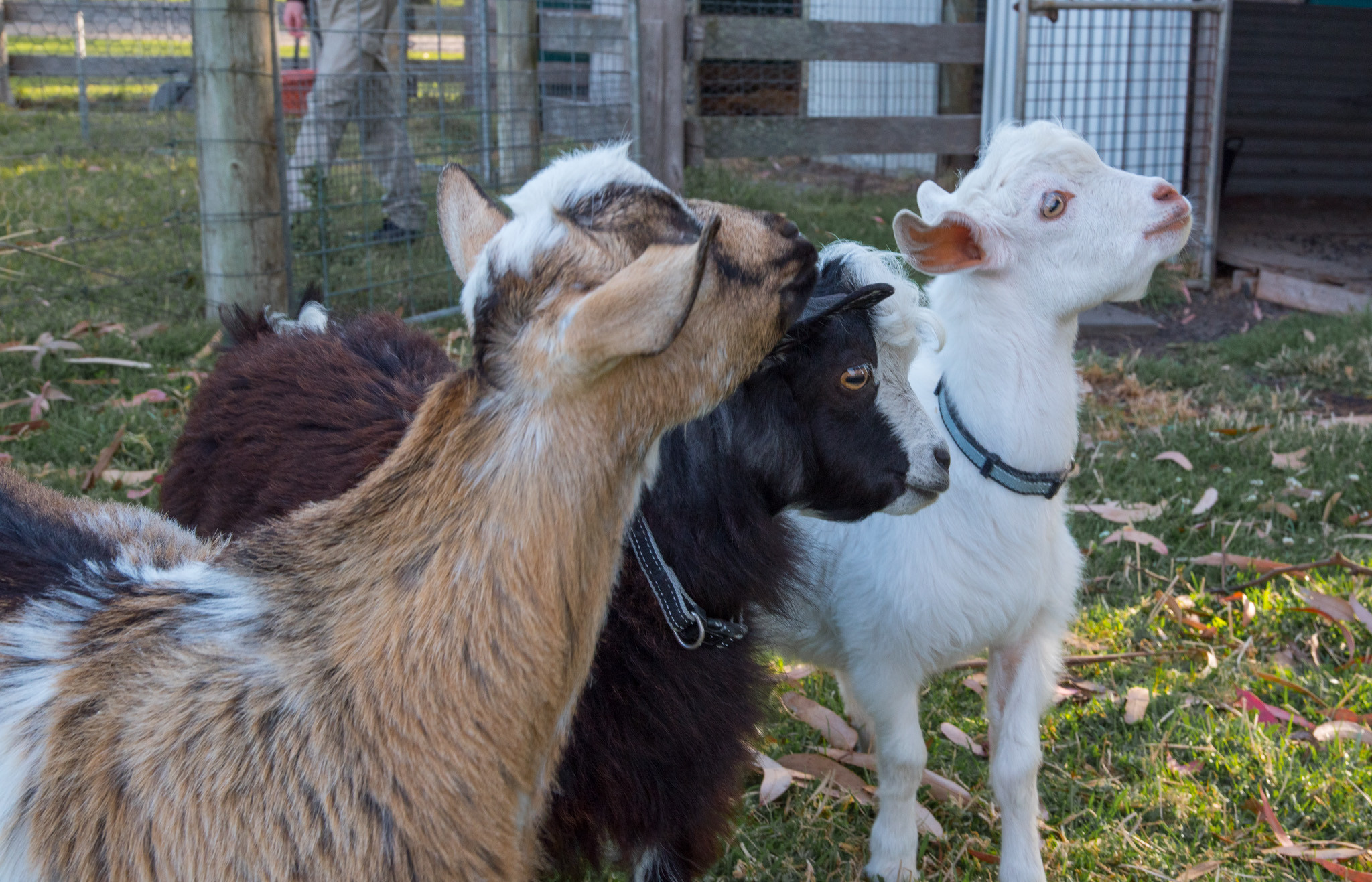 CARE | Aadorable Mini Goats | Portland