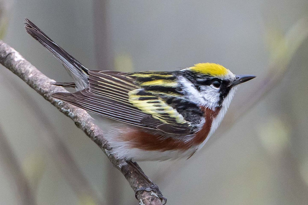 Birds of the Huron Fringe
