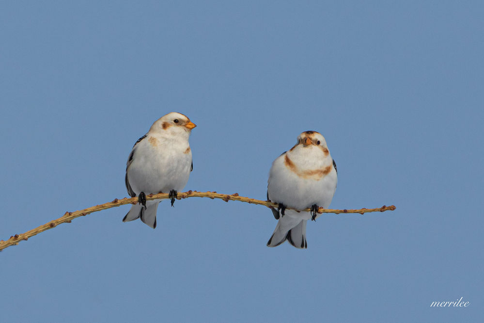 "As Winter Wanes..."
